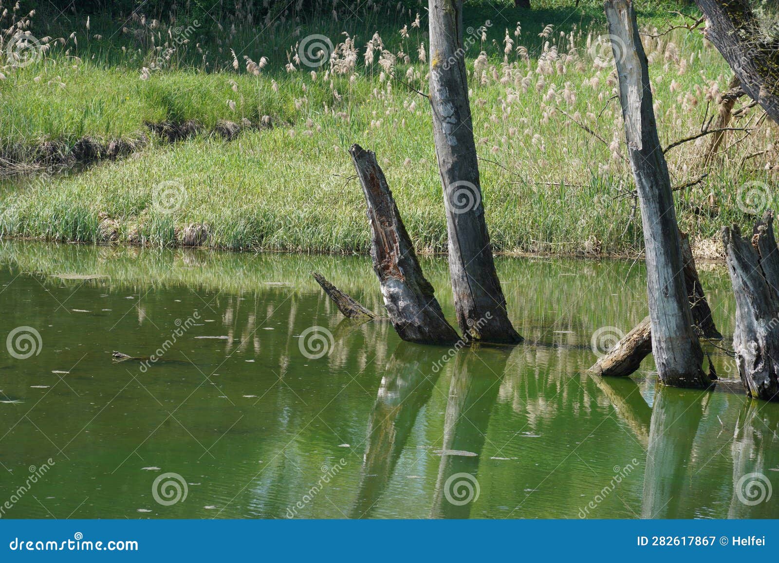 The Surface of an Old Swamp Covered with Duckweed and Algae, Dead Trees ...