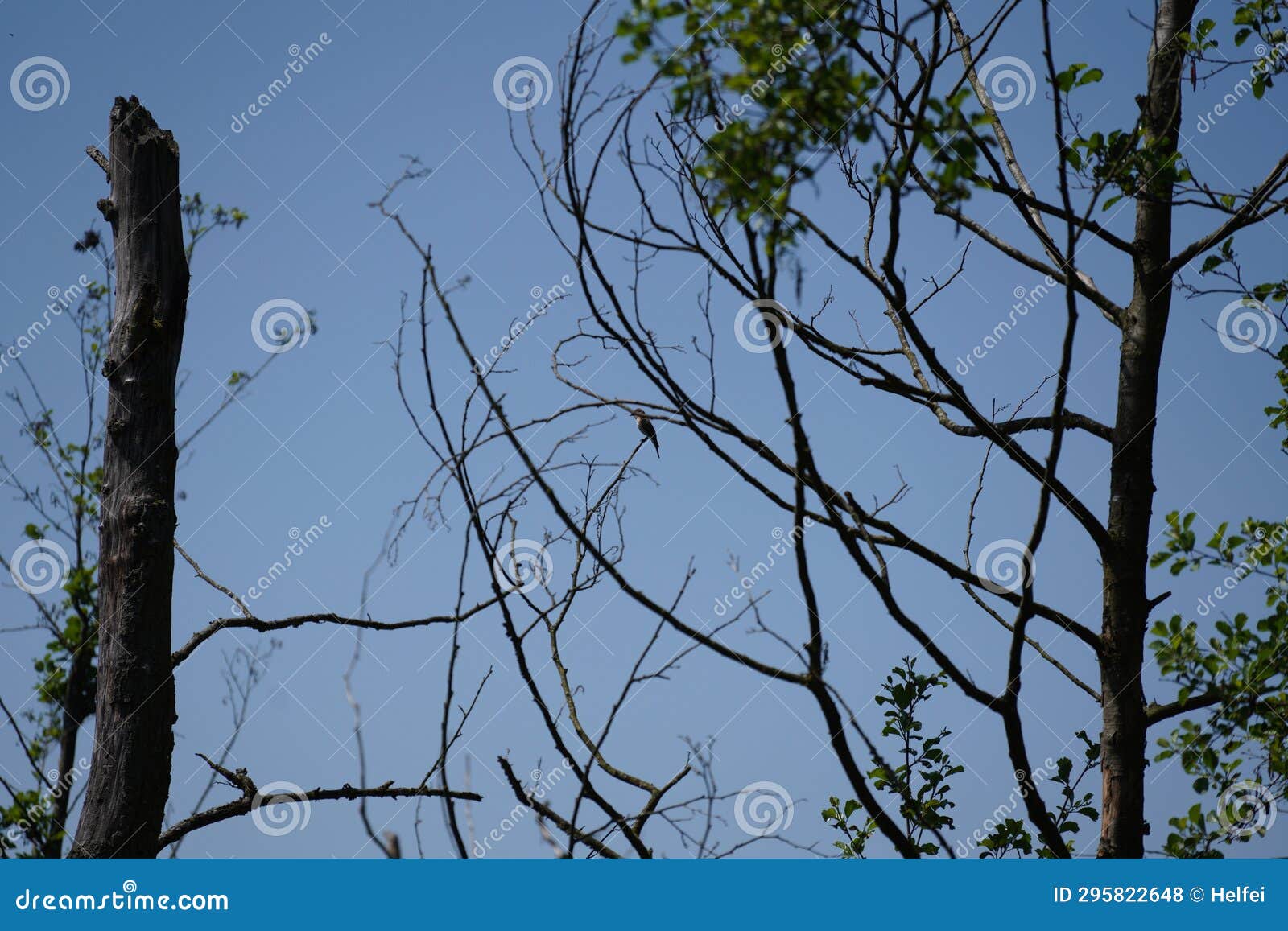 The Surface of an Old Swamp Covered with Duckweed and Algae, Dead Trees ...