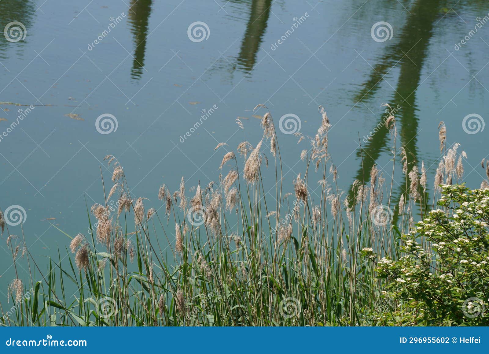 The Surface of an Old Swamp Covered with Duckweed and Algae, Dead Trees ...