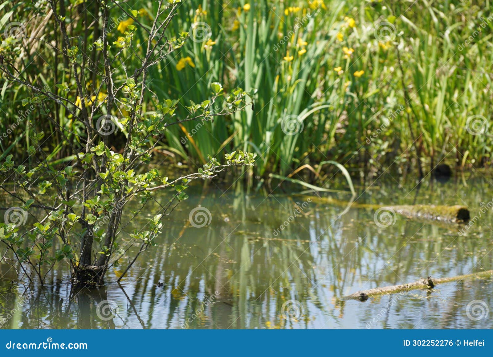 The Surface of an Old Swamp Covered with Duckweed and Algae Stock Photo ...