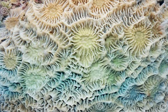 Surface of a pillar coral stock photo. Image of coral - 297939396
