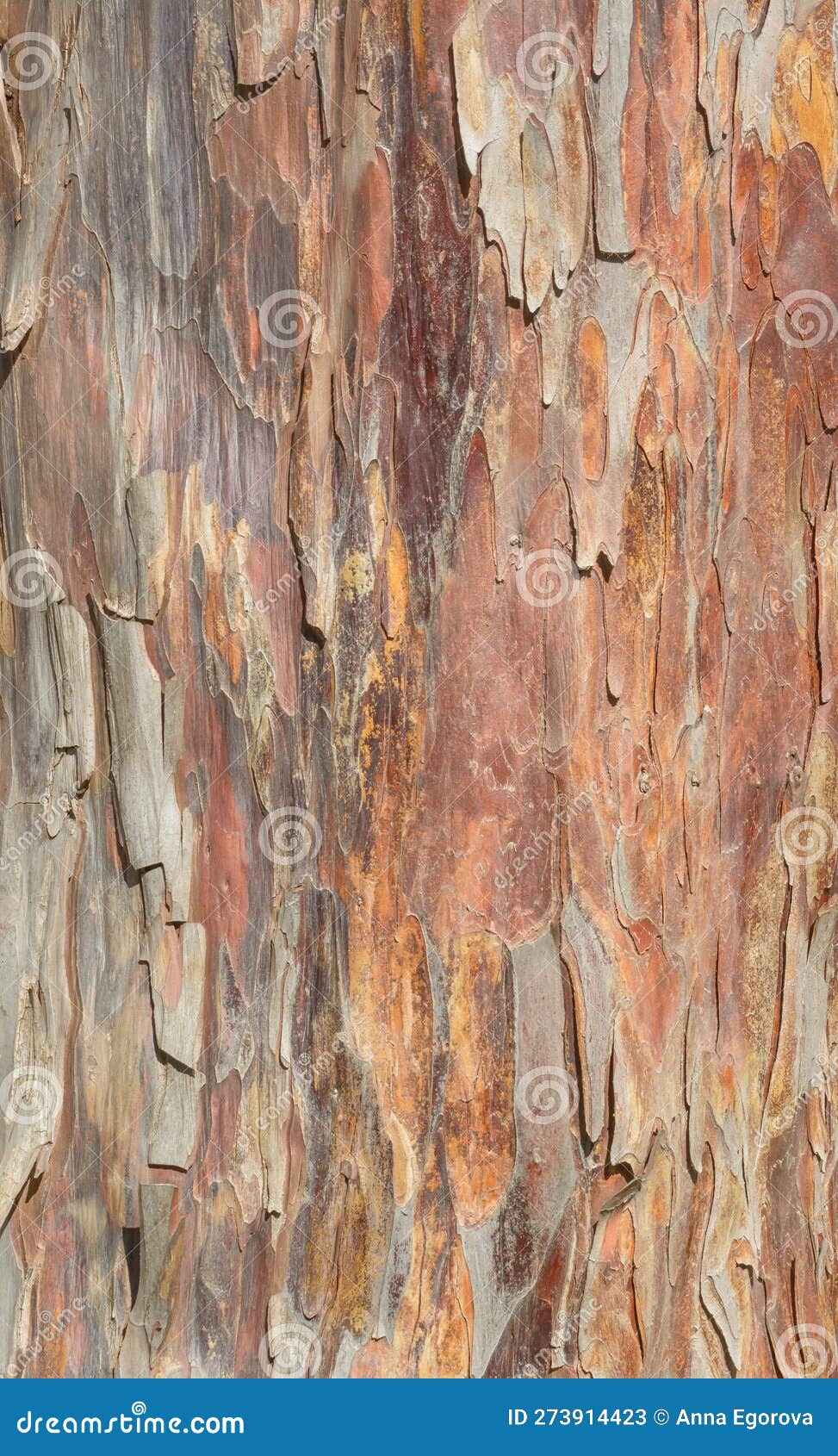 The Surface of the Pine Bark in Beige-brown Shades Stock Image - Image ...