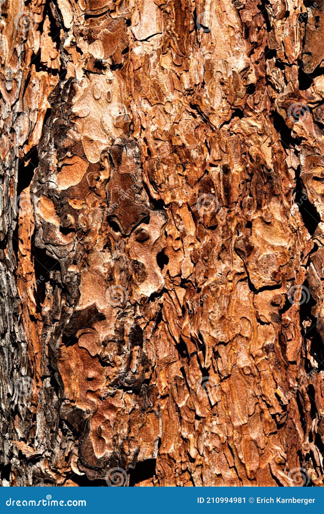 Abstract View on a Tree Bark Surface Stock Image - Image of pine ...