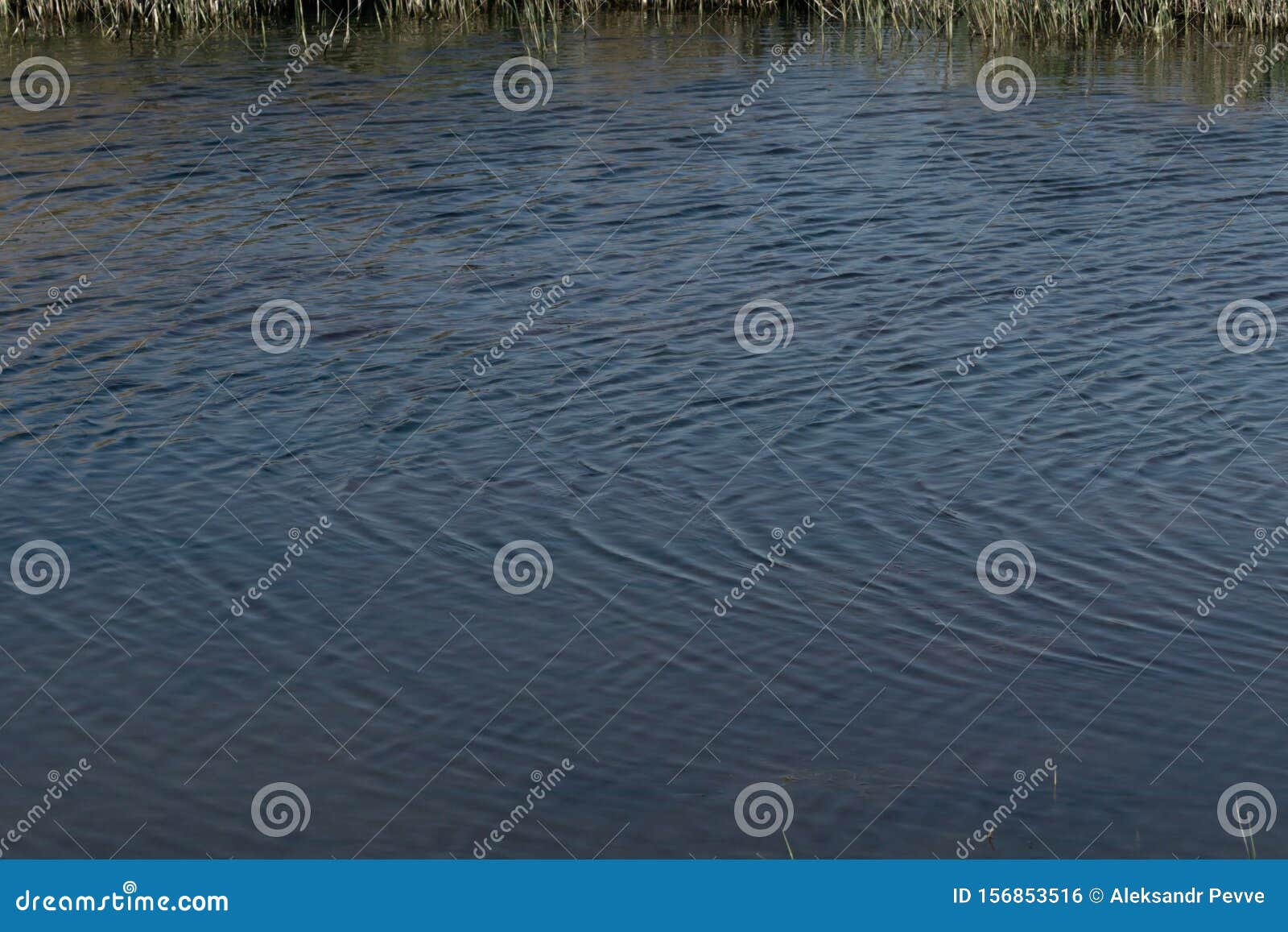 The Surface of the Pond with a Slight Ripple in the Evening Sun Stock ...