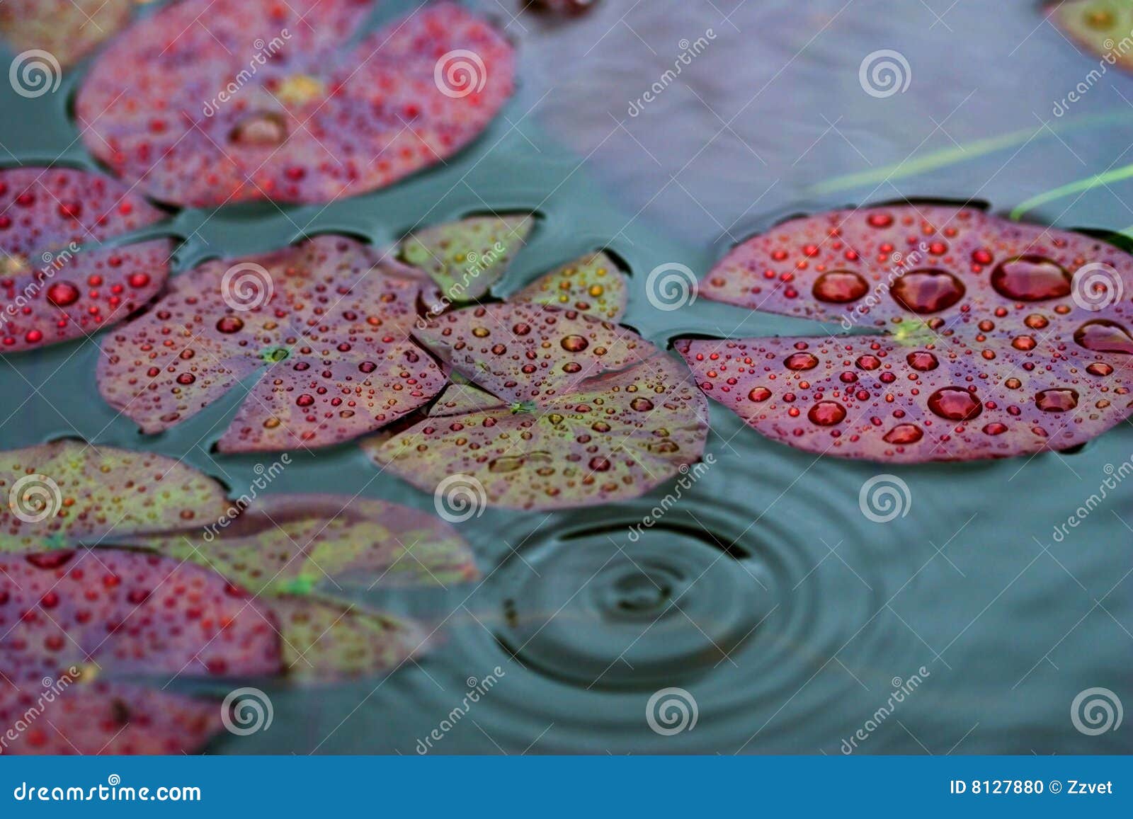 Surface pond texture stock photo. Image of garden, assorted - 8127880