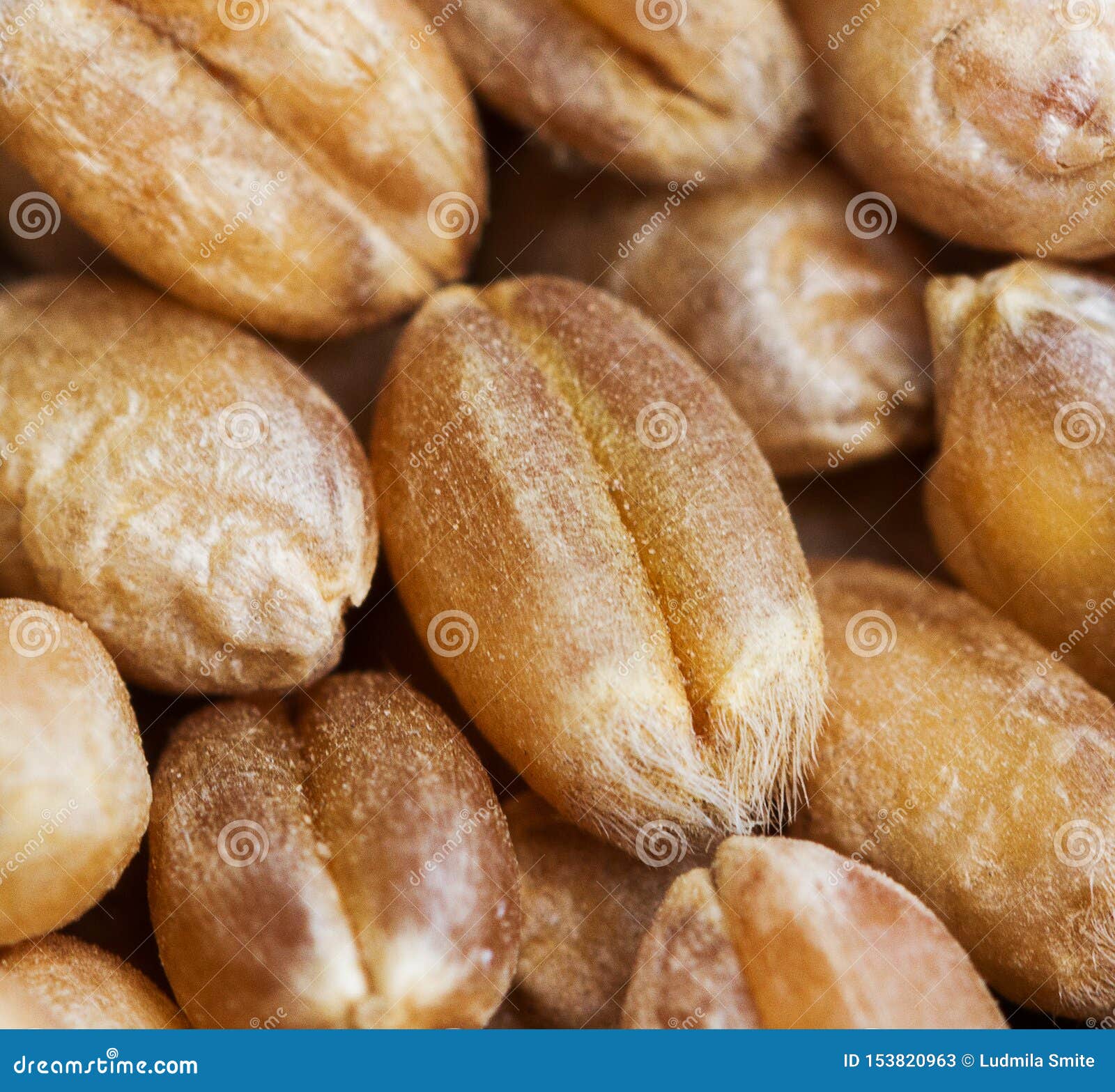 Surface of ripe grain stock image. Image of barley, corn - 153820963