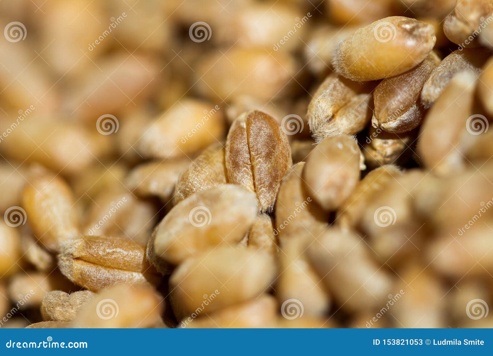 Surface of ripe grain stock image. Image of cereal, corn - 153821053