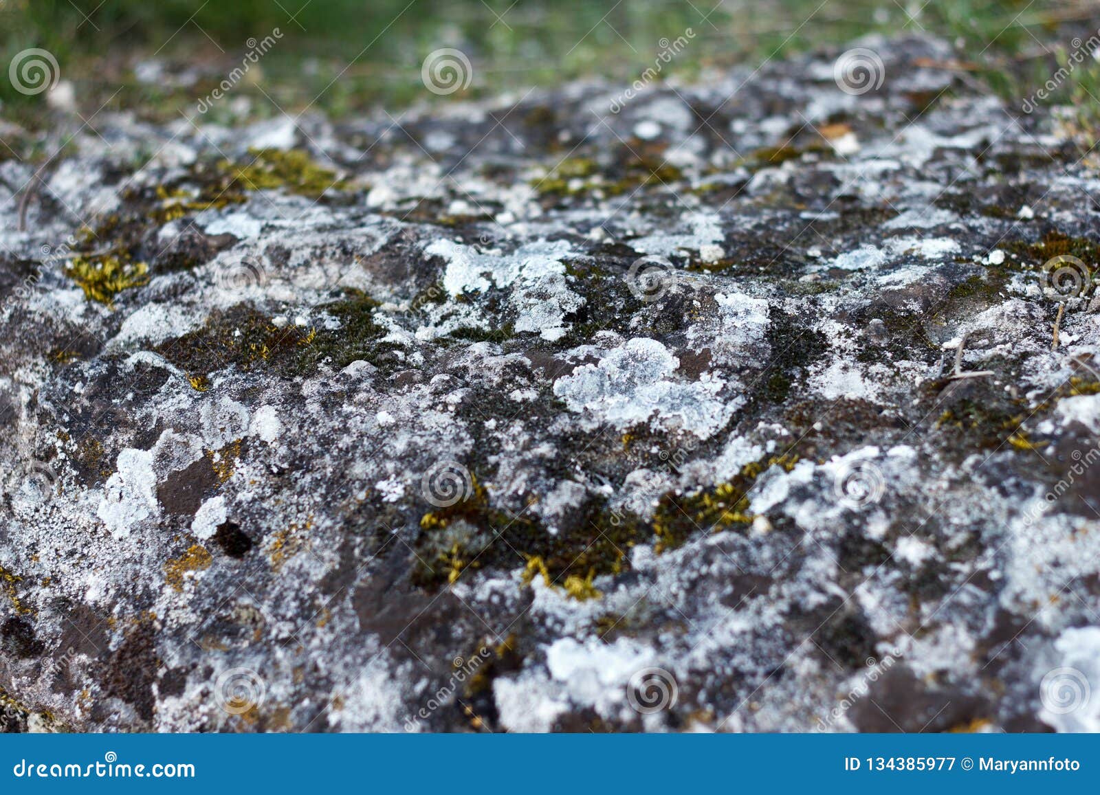 Surface of the Rock Covered with a Moss Stock Image - Image of leaf ...