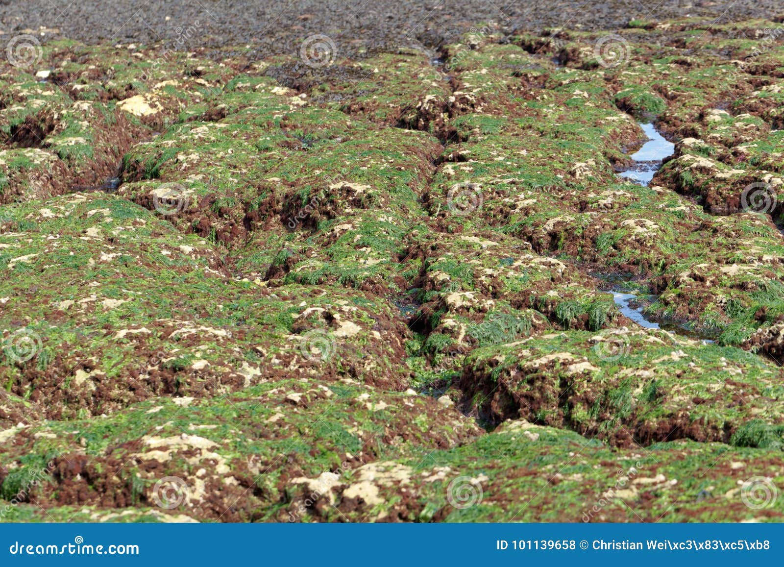 The Surface of Rock Tidal Flat Stock Photo - Image of nature, stone ...