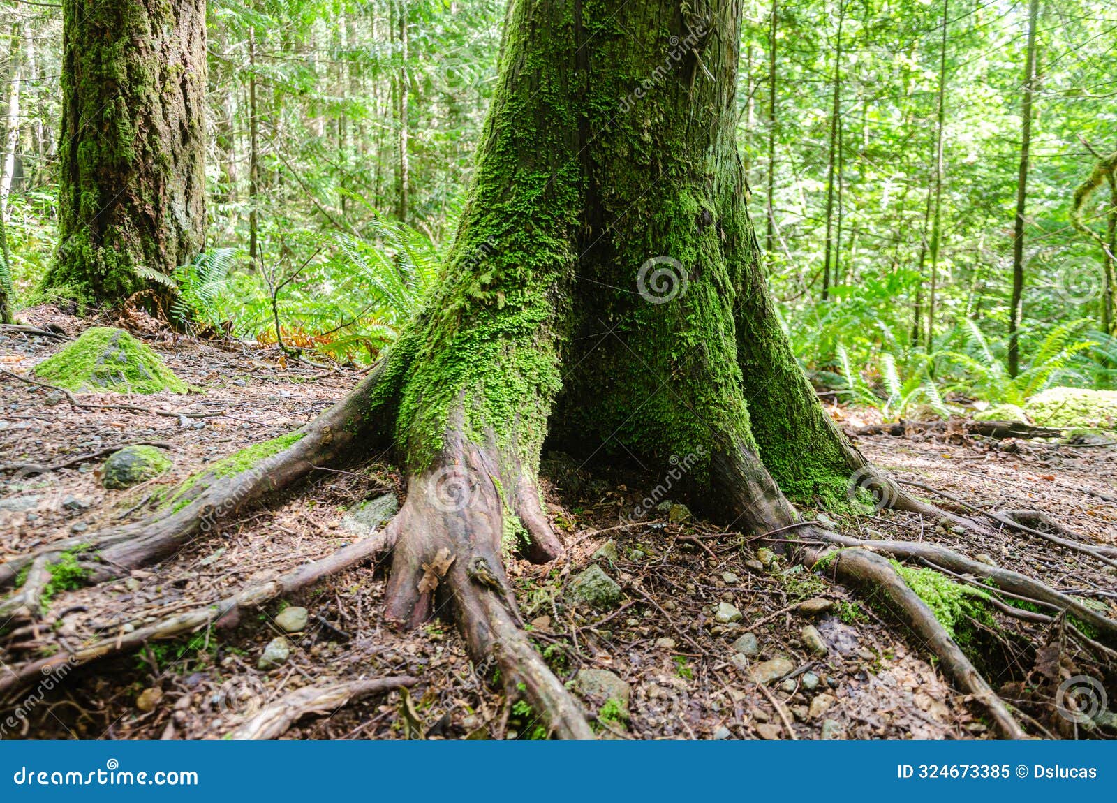 Surface Roots of a Large Old Tree in a Dense Forest Stock Image - Image ...
