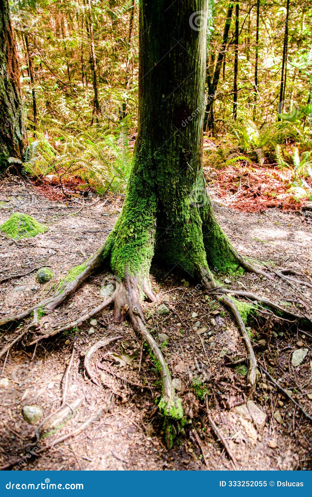 Surface Roots of a Large Old Tree in a Dense Forest Stock Image - Image ...