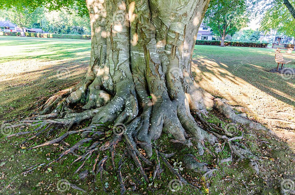 Surface roots of a tree stock image. Image of grunge - 341680831