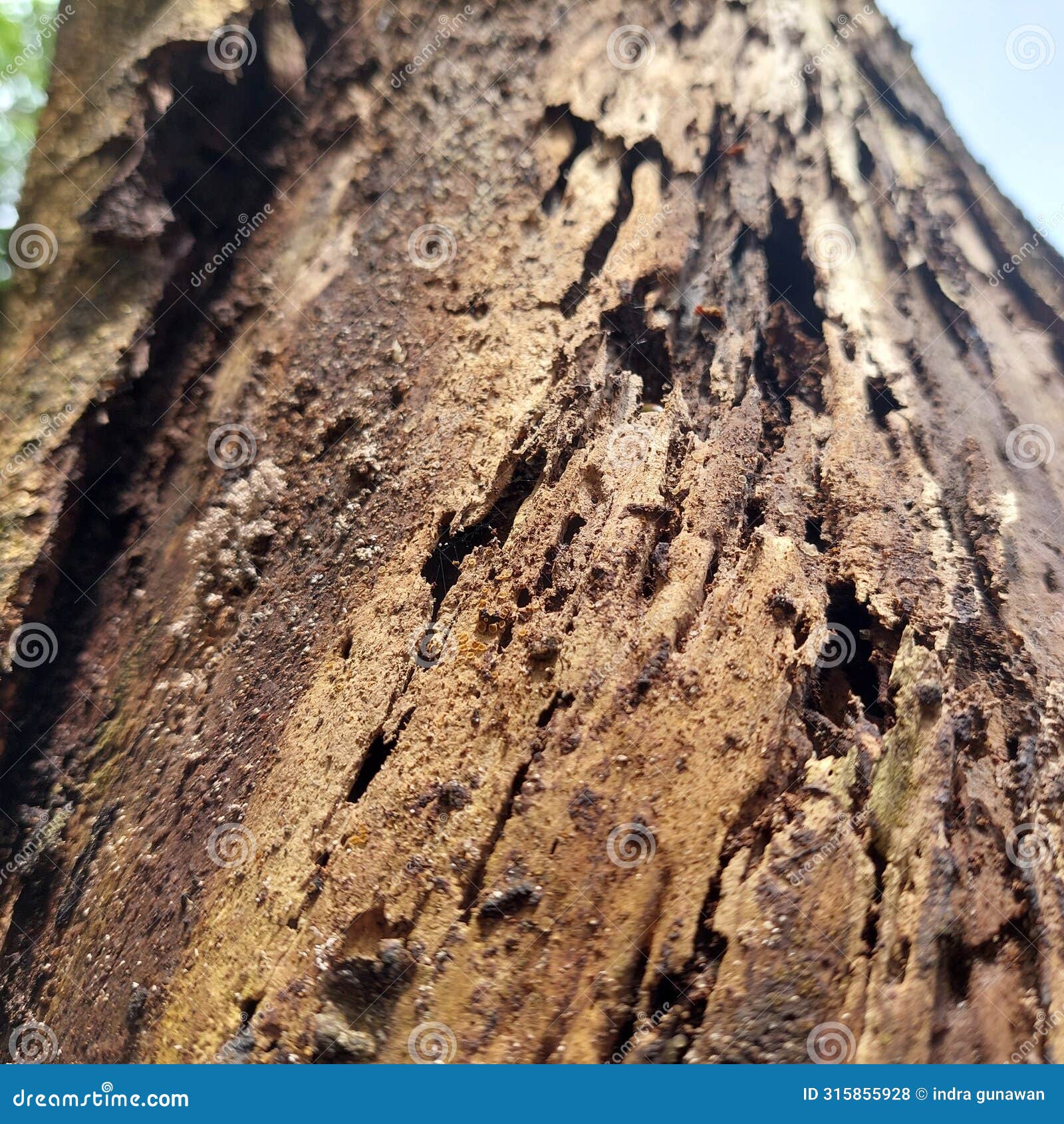 The Surface of a Rotting Tree in Front of the House Stock Photo - Image ...
