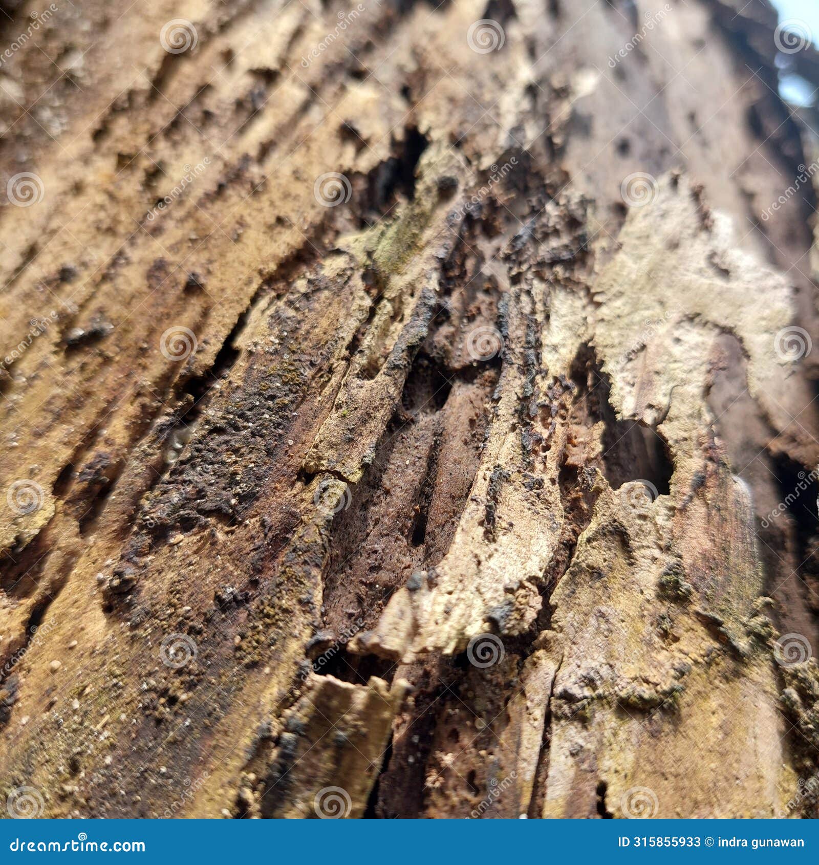 The Surface of a Rotting Tree in Front of the House Stock Image - Image ...
