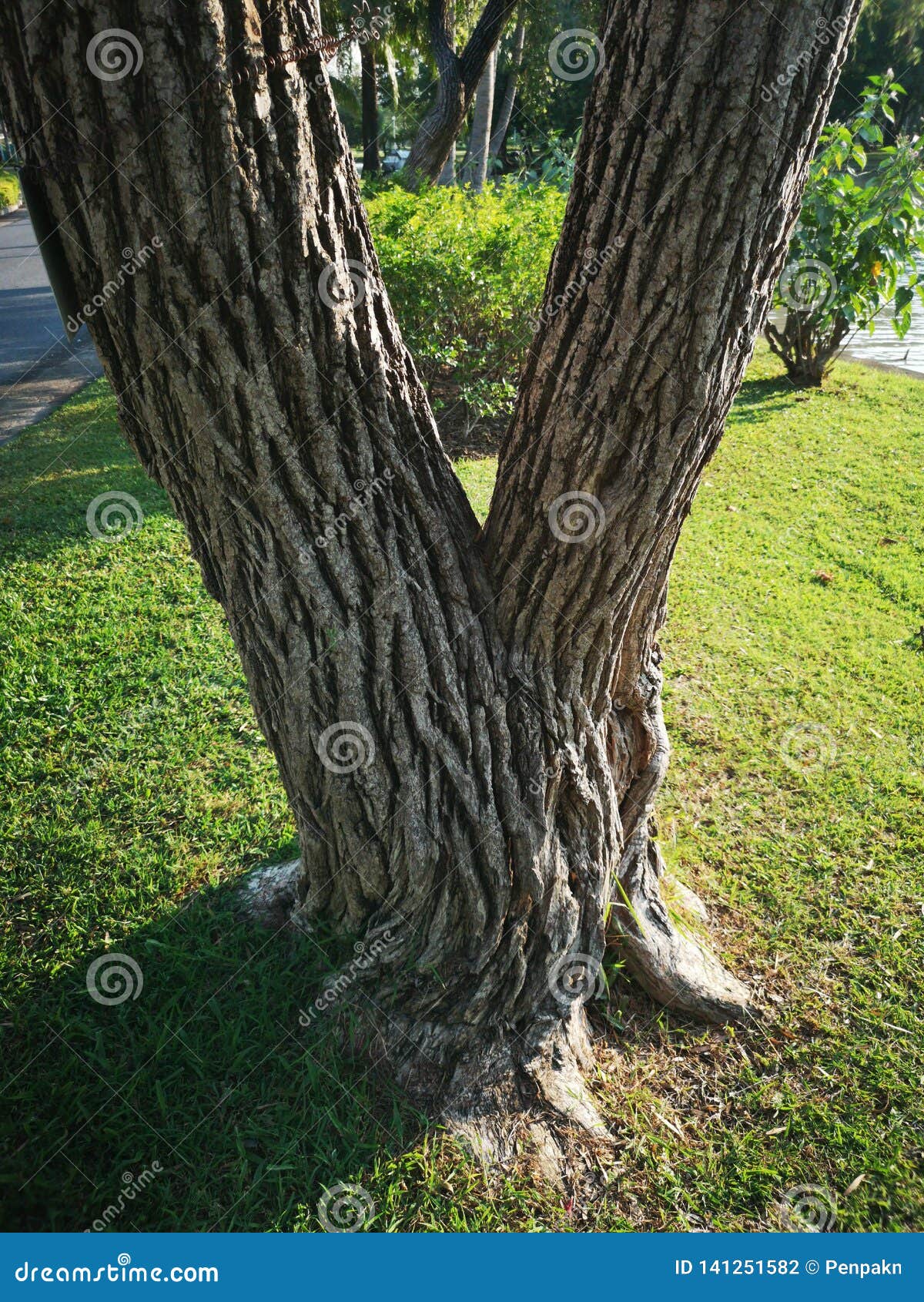 Surface Rough Trunk Tree in the Park Stock Photo - Image of trunk ...