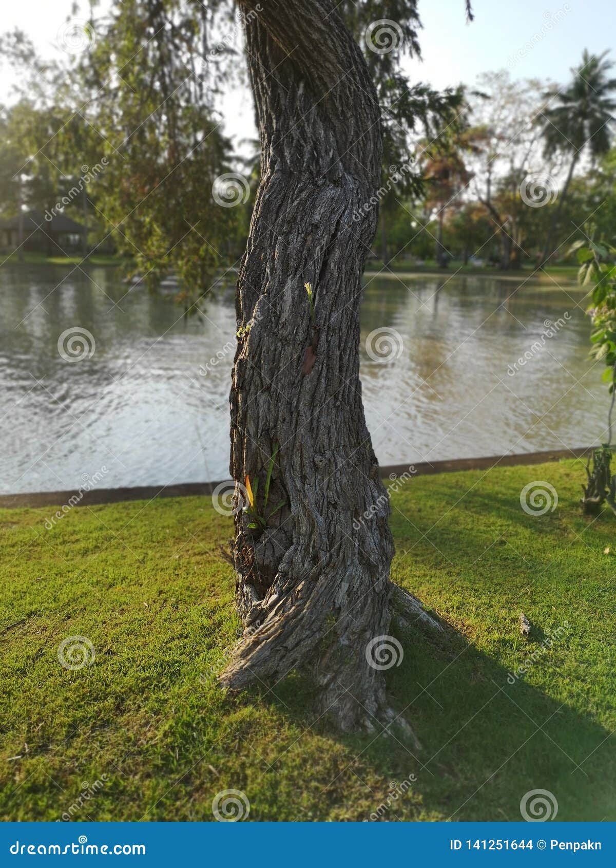 Surface Rough Trunk Tree in the Park Stock Photo - Image of leaf ...