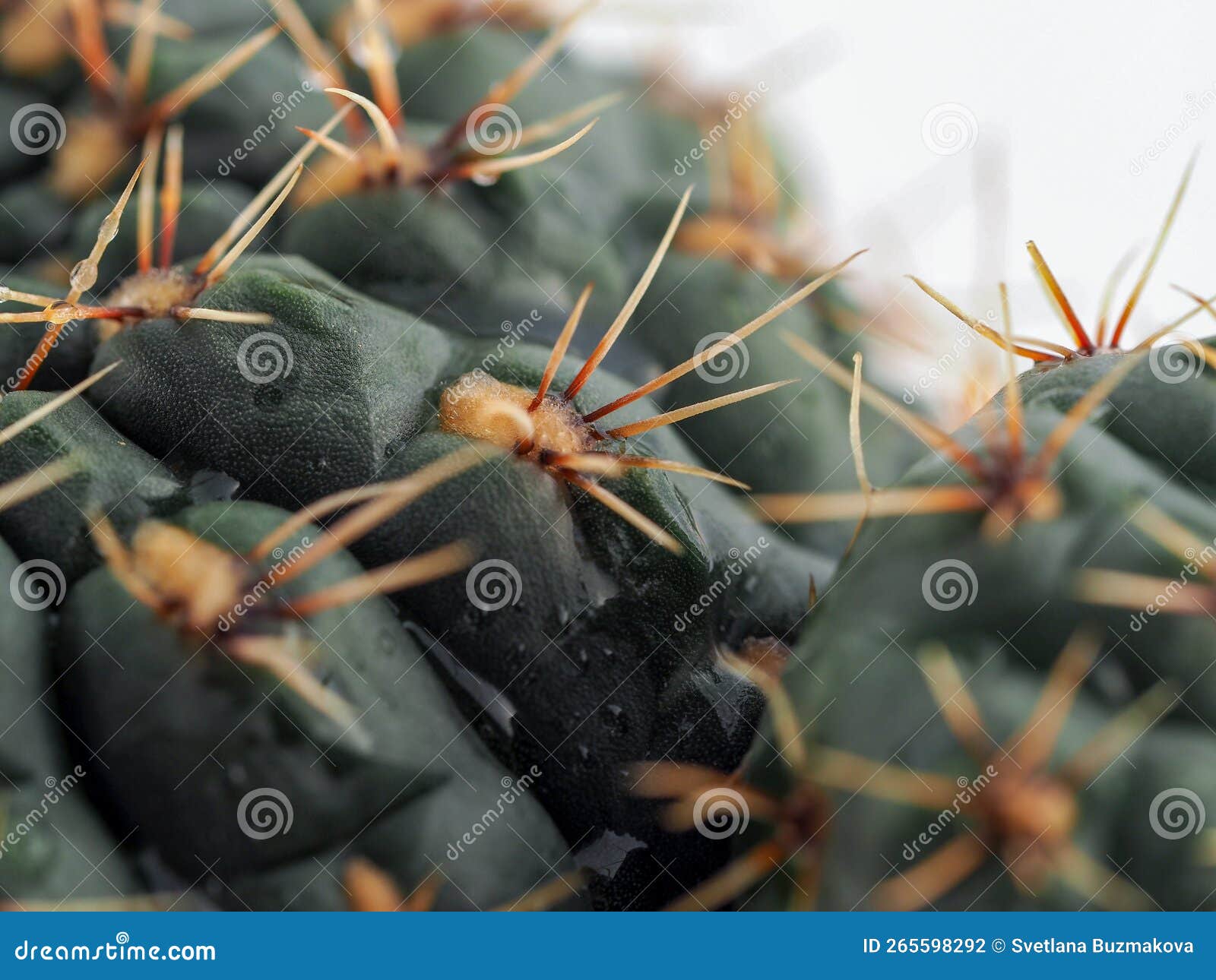 The Surface of a Round Cactus Close-up. Sharp Thorns Stick Out in ...