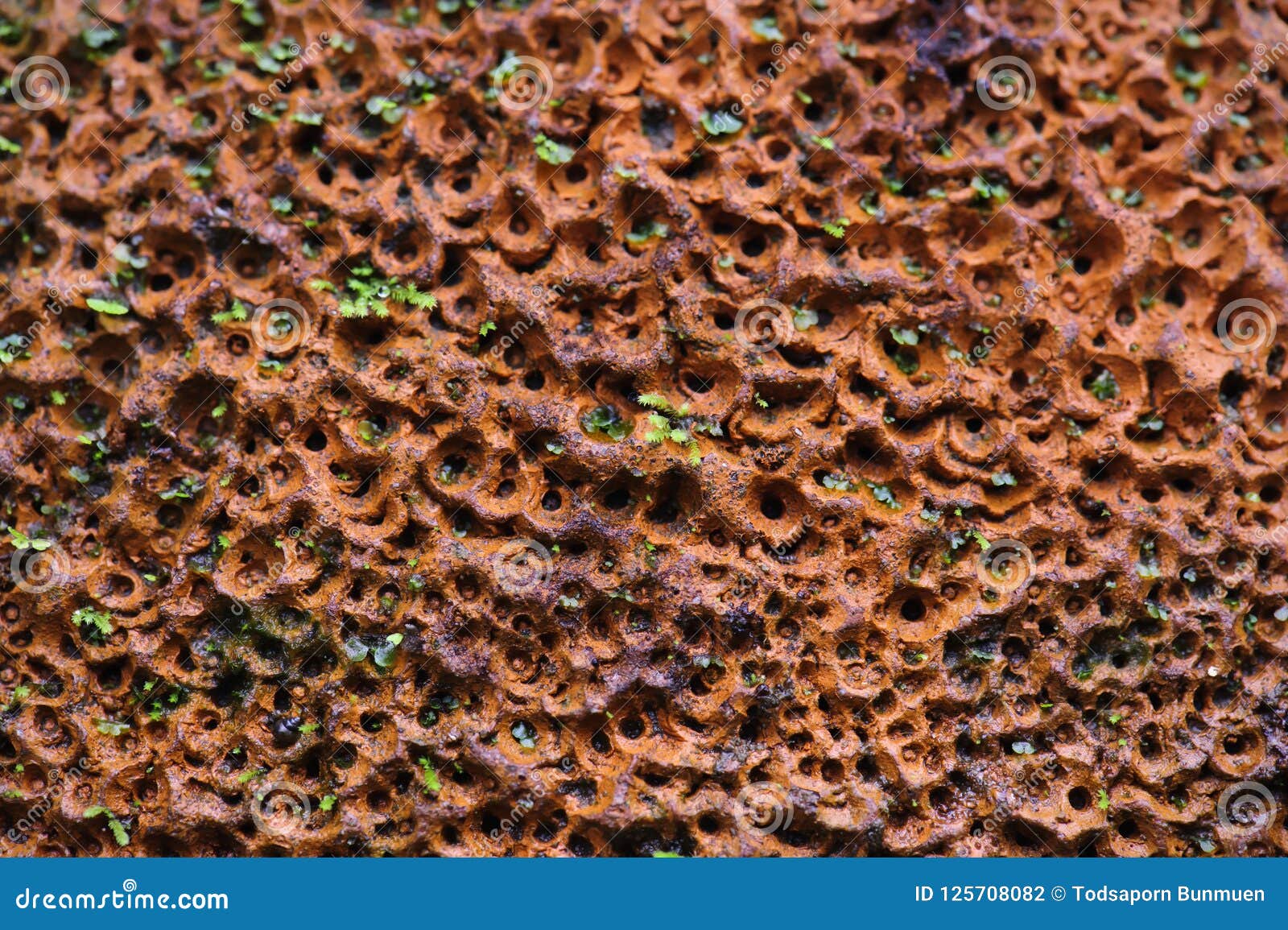 Surface of Rugged Terracotta at Moss Select Focus Stock Photo - Image ...