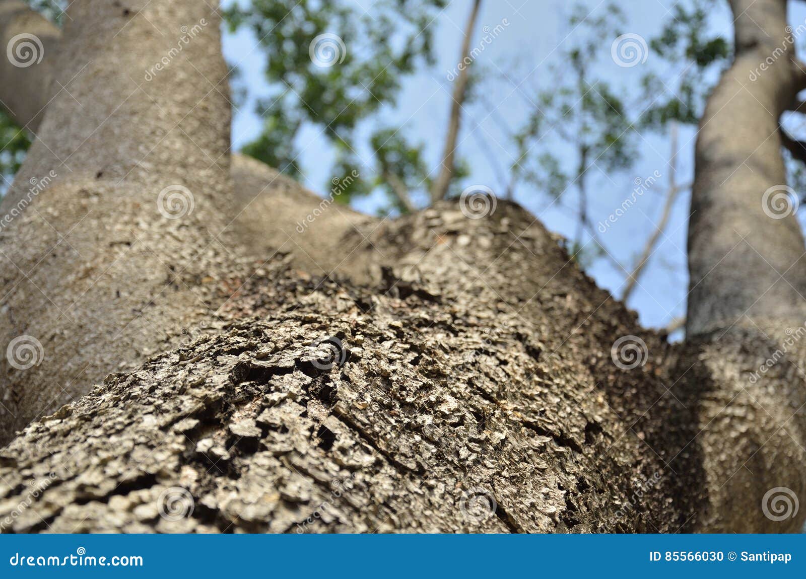 Surface of Samanea saman stock photo. Image of fabales - 85566030