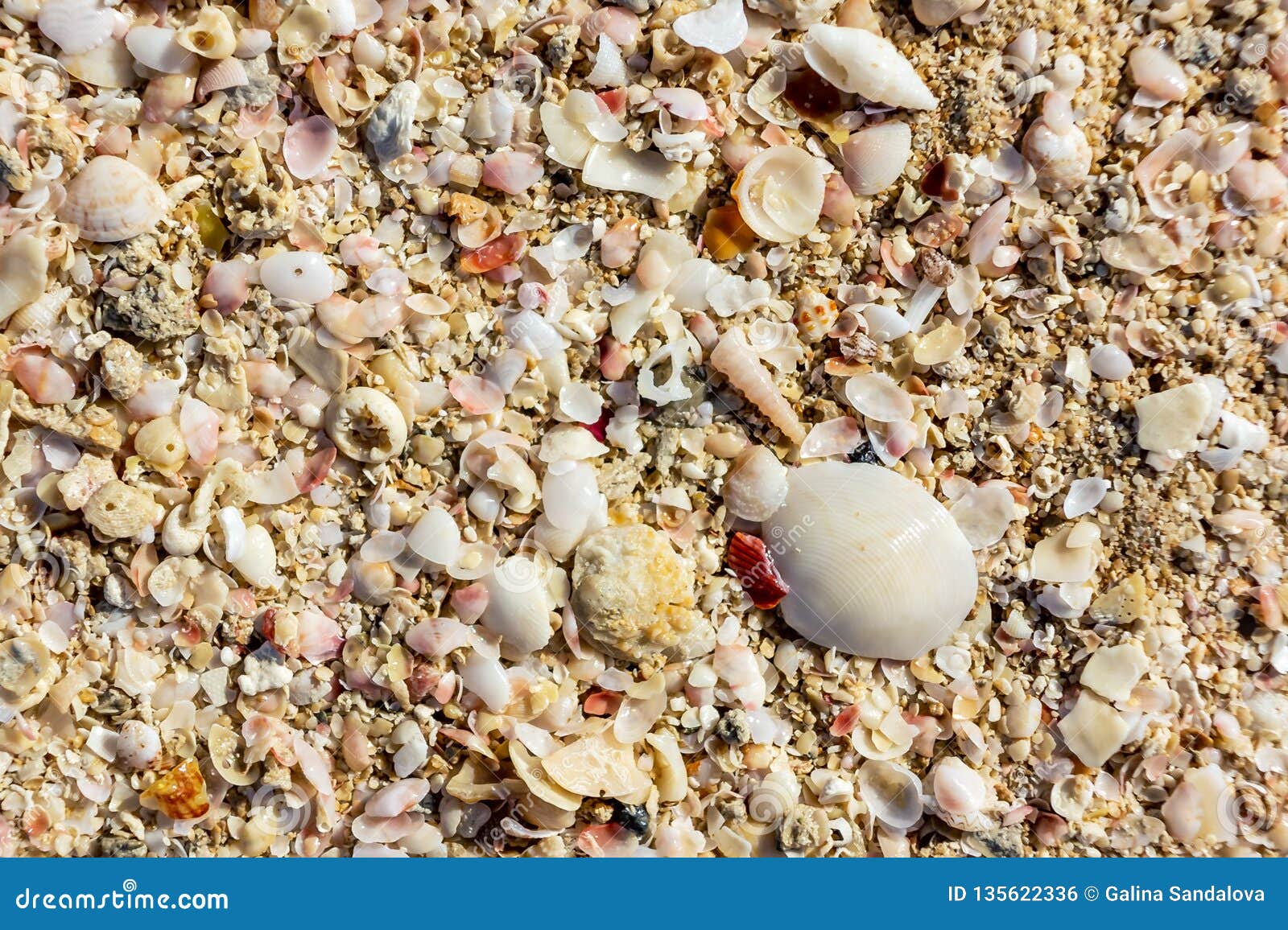 Surface of the Sea Coast of a Variety of Shells, Texture Background ...