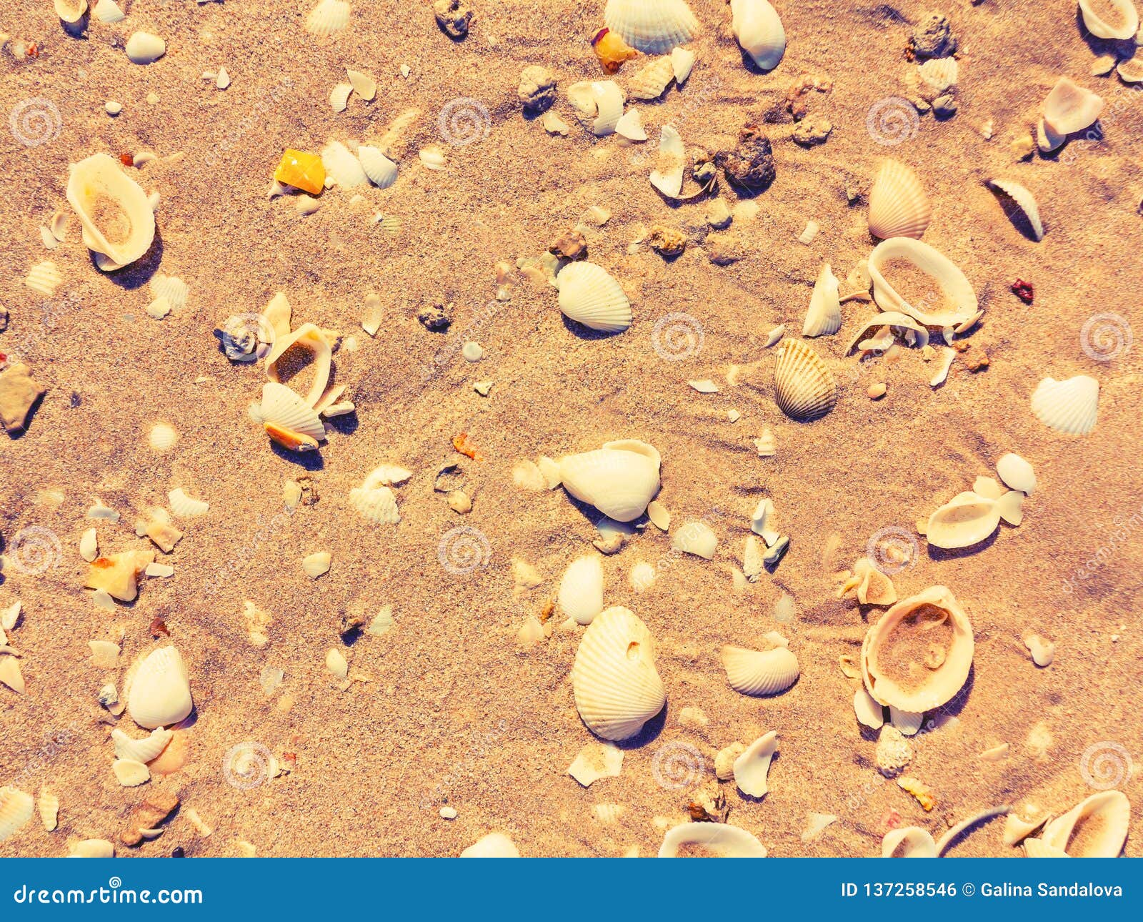 Surface of the Sea Coast of a Variety of Shells, Texture Background ...
