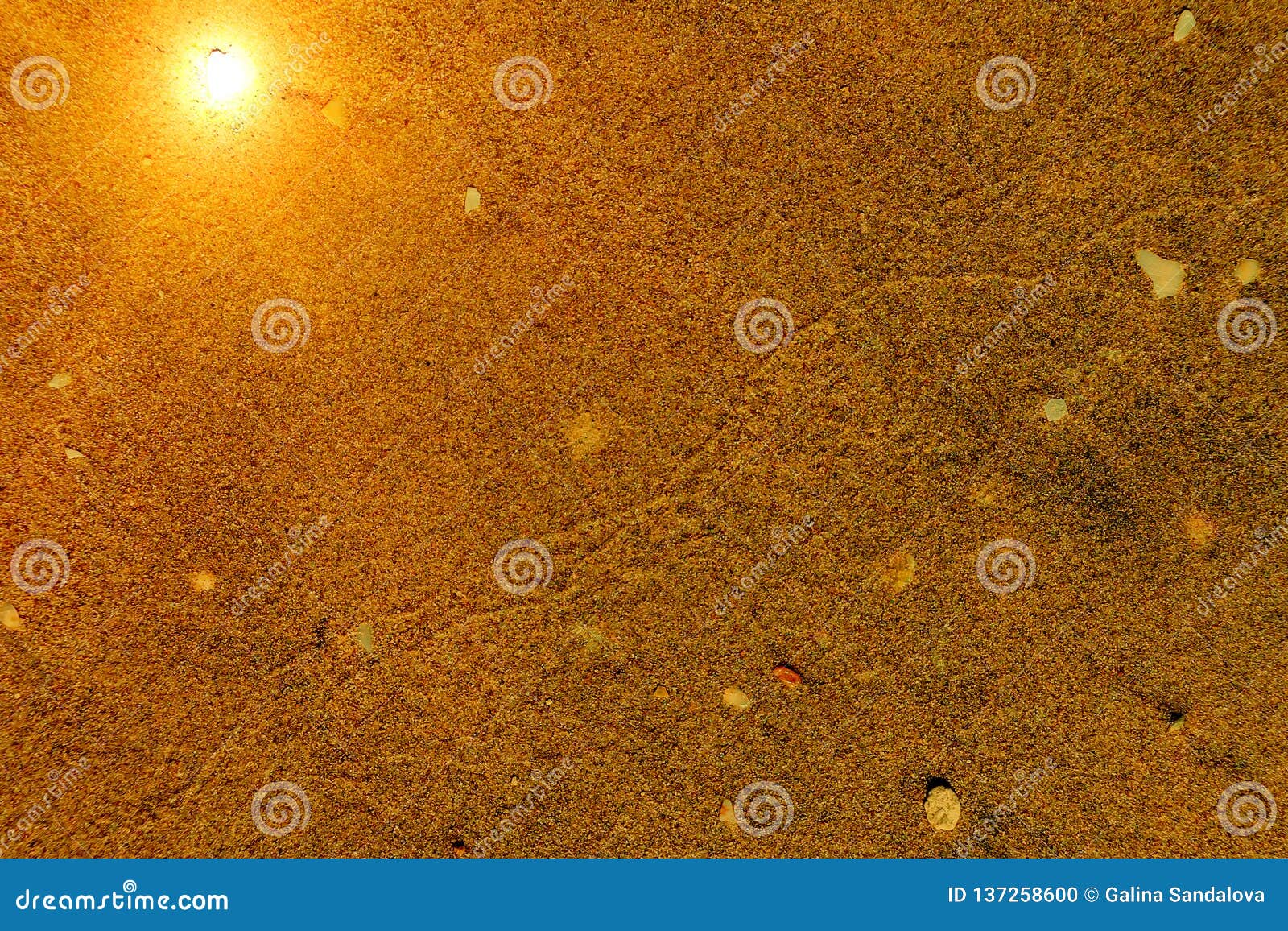Surface of the Sea Coast of a Variety of Shells, Texture Background ...