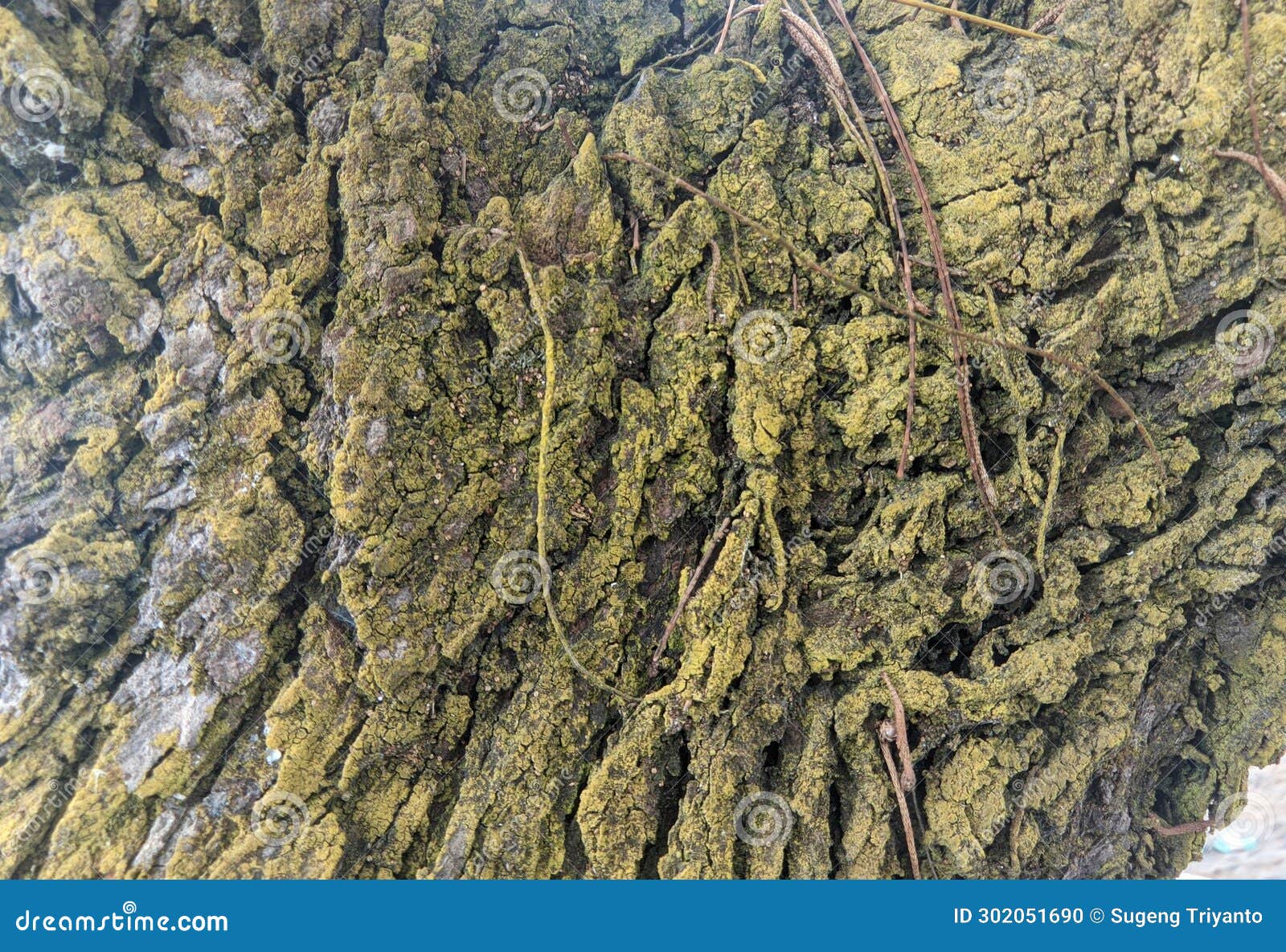 The Surface of a Sea Pine Tree Trunk is Dry, Naturally Broken and Mossy ...