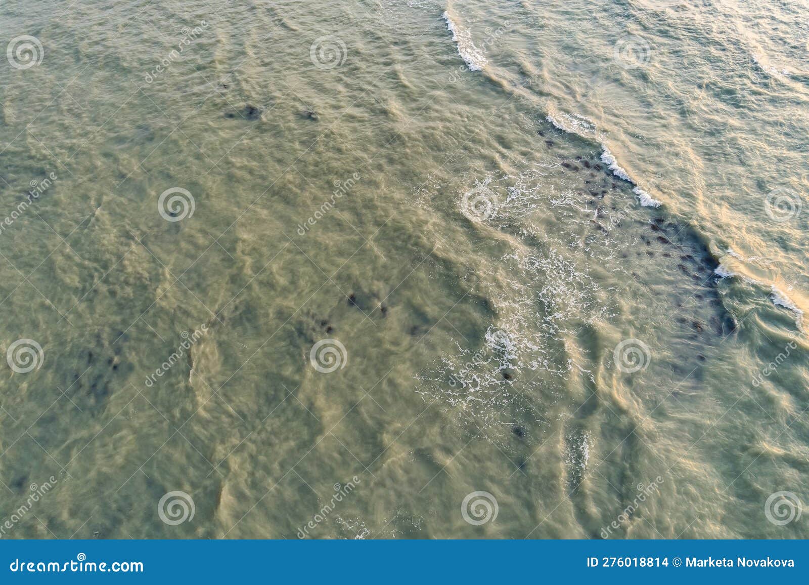 The Surface of the Sea in Shallow Water with Waves and Muddy Water ...