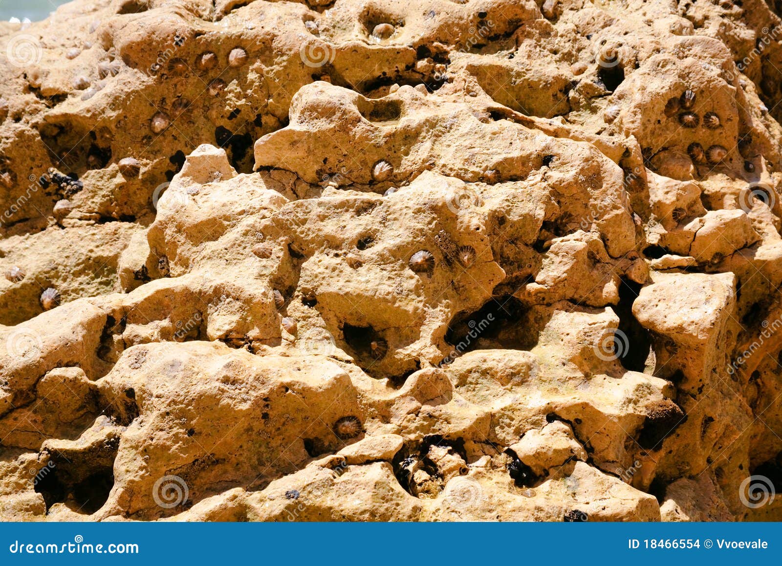 Surface of shell rock stock photo. Image of rock, portugal - 18466554