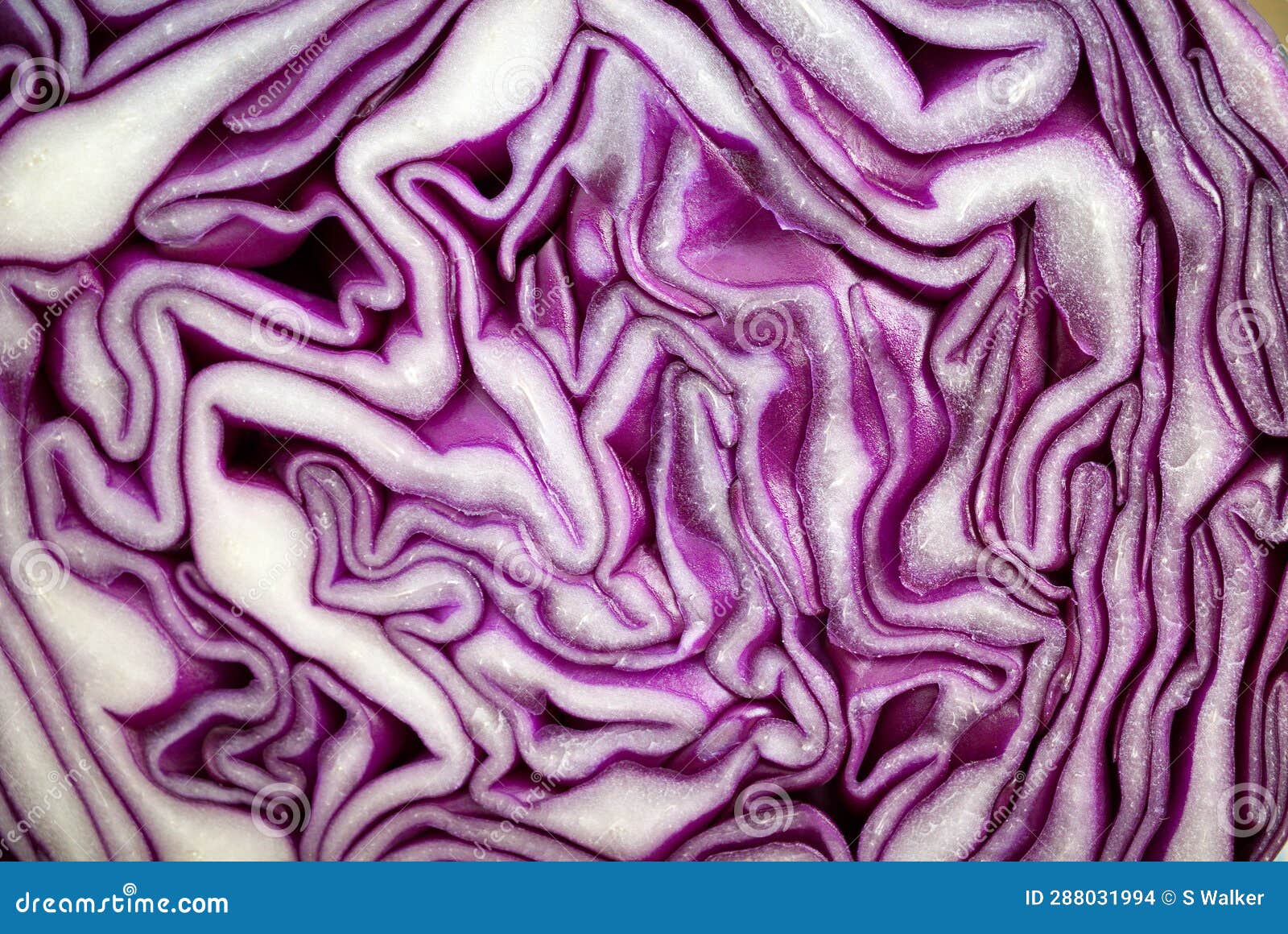Patterns in Slice of Red Cabbage, (Brassica Oleracea) Abstract ...