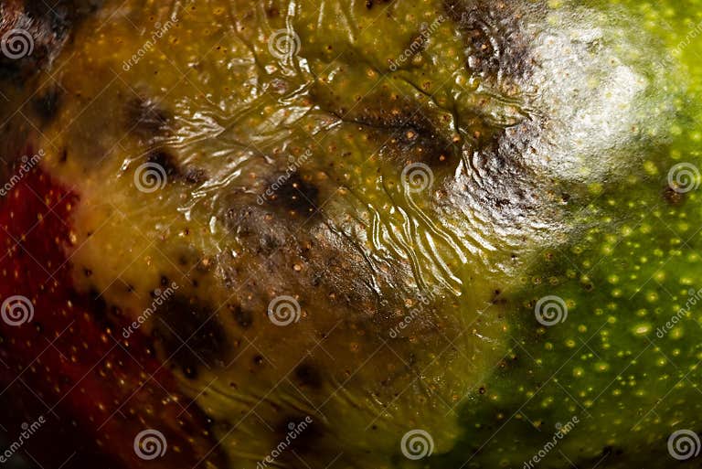 The Surface of the Spoiled Mango Stock Photo - Image of putrid, mold ...