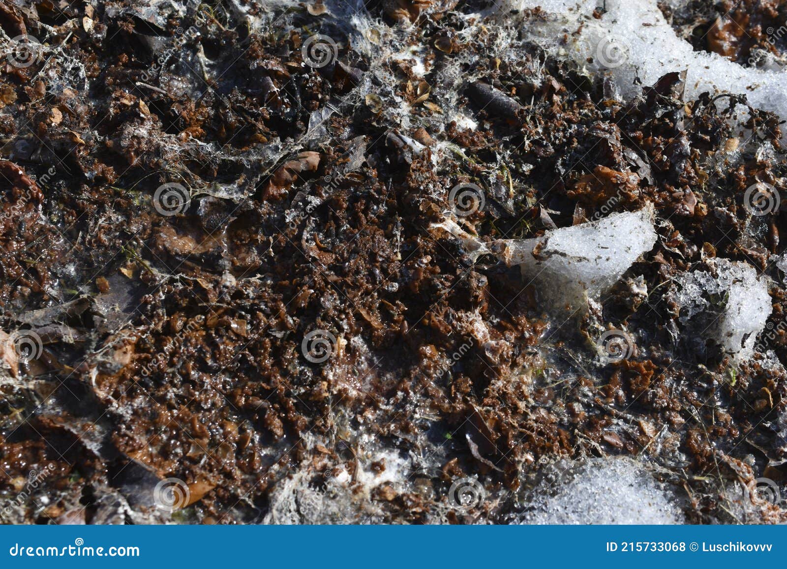 The Surface of the Spring Earth with the Remains of Rotten Fruit Trees ...