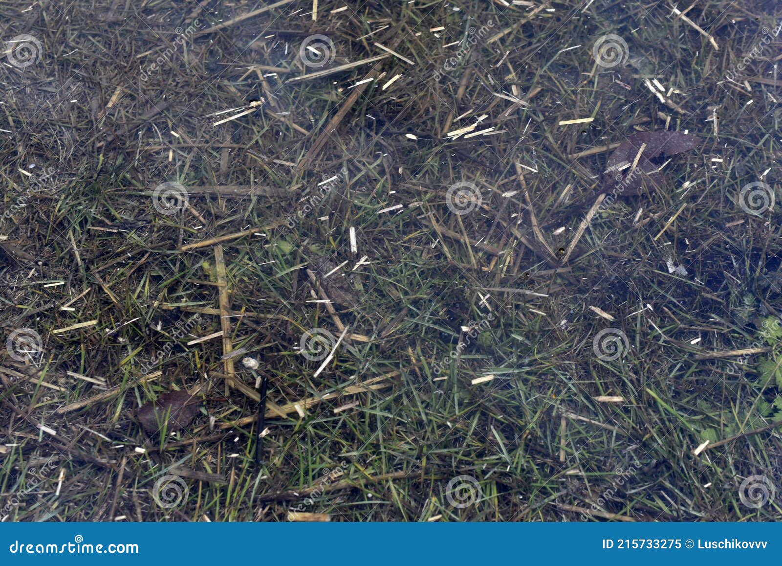 The Surface of a Spring Puddle with the Remains of Grass in the ...