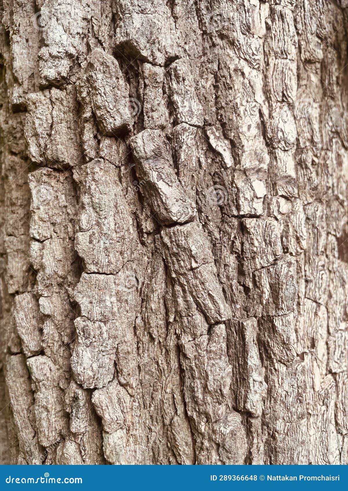 Surface of a Star Apple Tree Bark. Stock Photo - Image of geology ...
