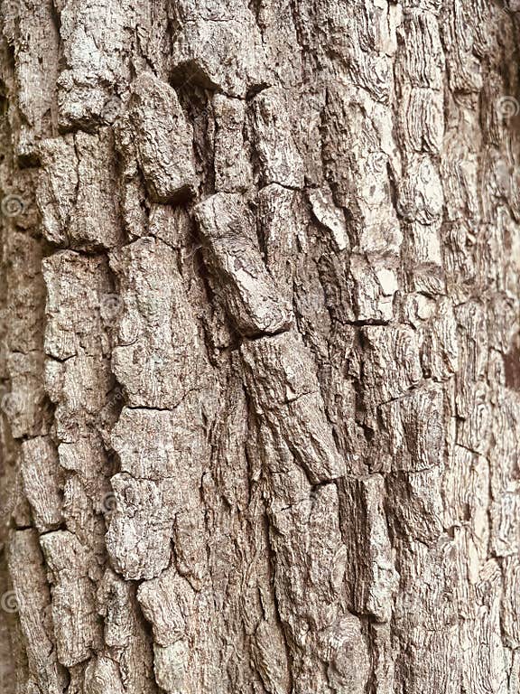 Surface of a Star Apple Tree Bark. Stock Photo - Image of geology ...