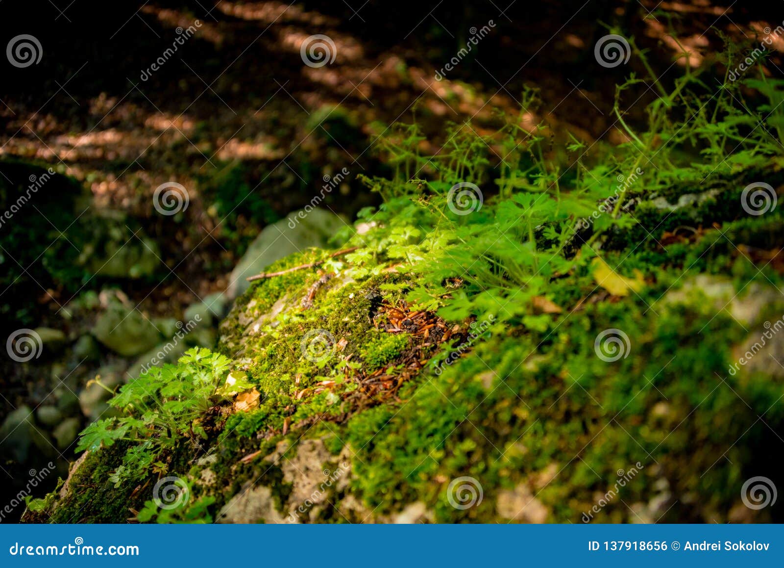Surface of Stone Covered with Moss Stock Photo - Image of boulder ...