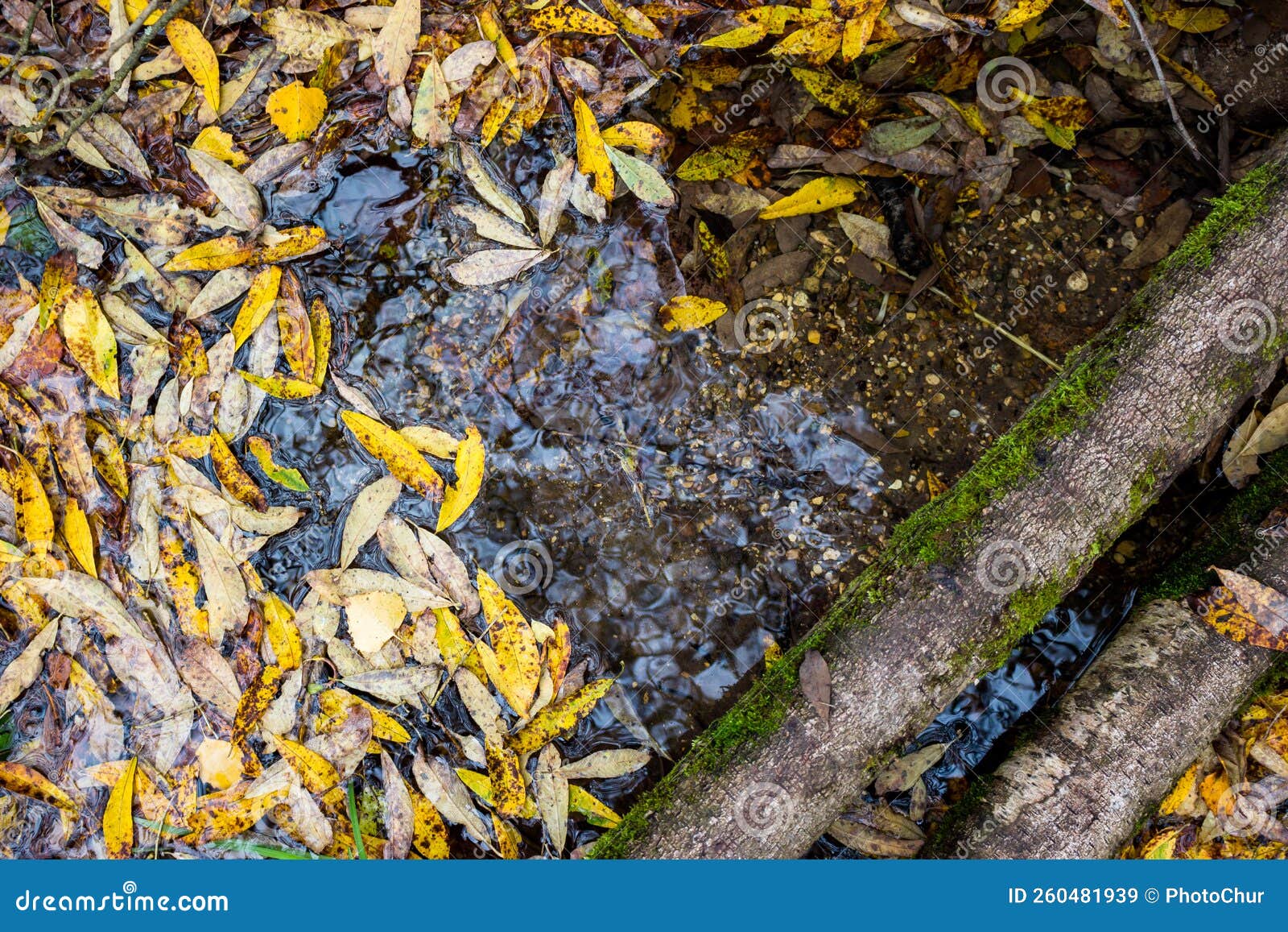 The Surface of a Stream with Leaves Floating in the Water Stock Image ...