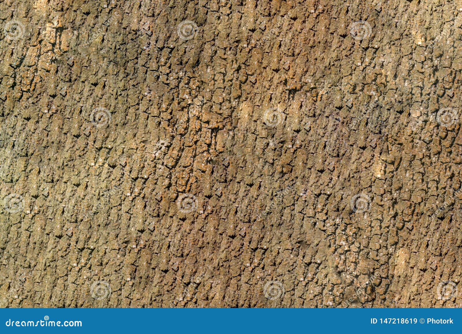 The Bark of a Tree, the Structure of the Hardwood Surface Stock Image ...