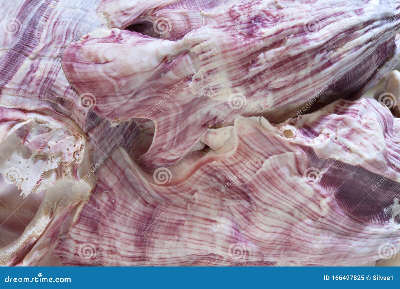 Barnacles Shells on the Beach. Stock Image - Image of mexican, paradise ...