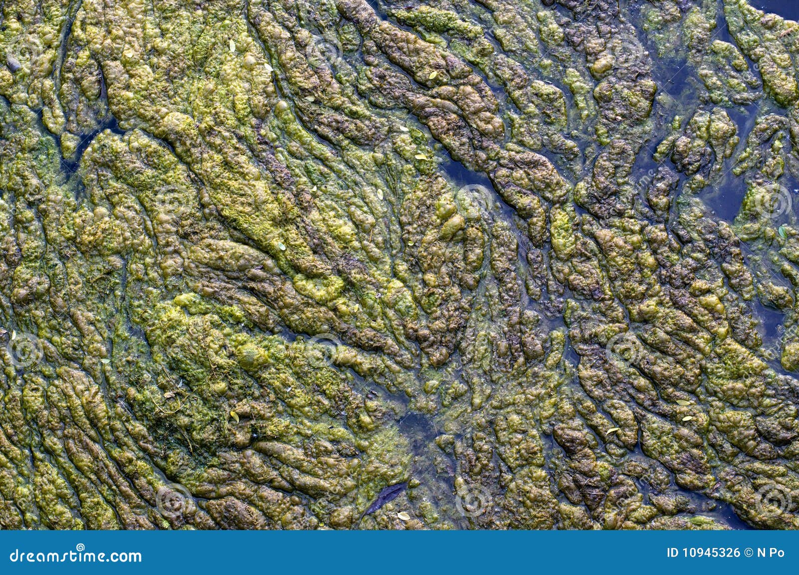 Surface of swamp stock photo. Image of algae, nature - 10945326