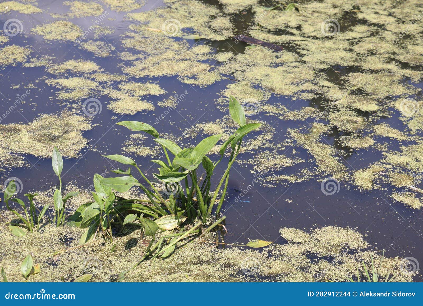 The Surface of the Swamp is Covered with Duckweed and Algae. Pond or ...