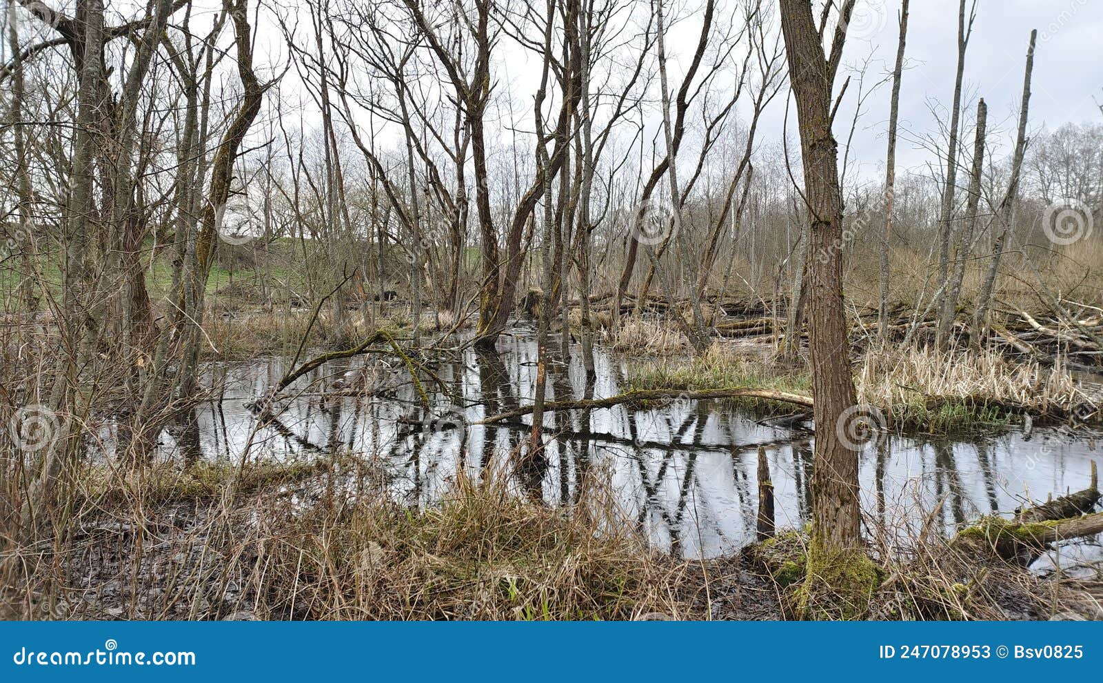 The Surface of the Swamp is Partially Covered with Water, and Partially ...