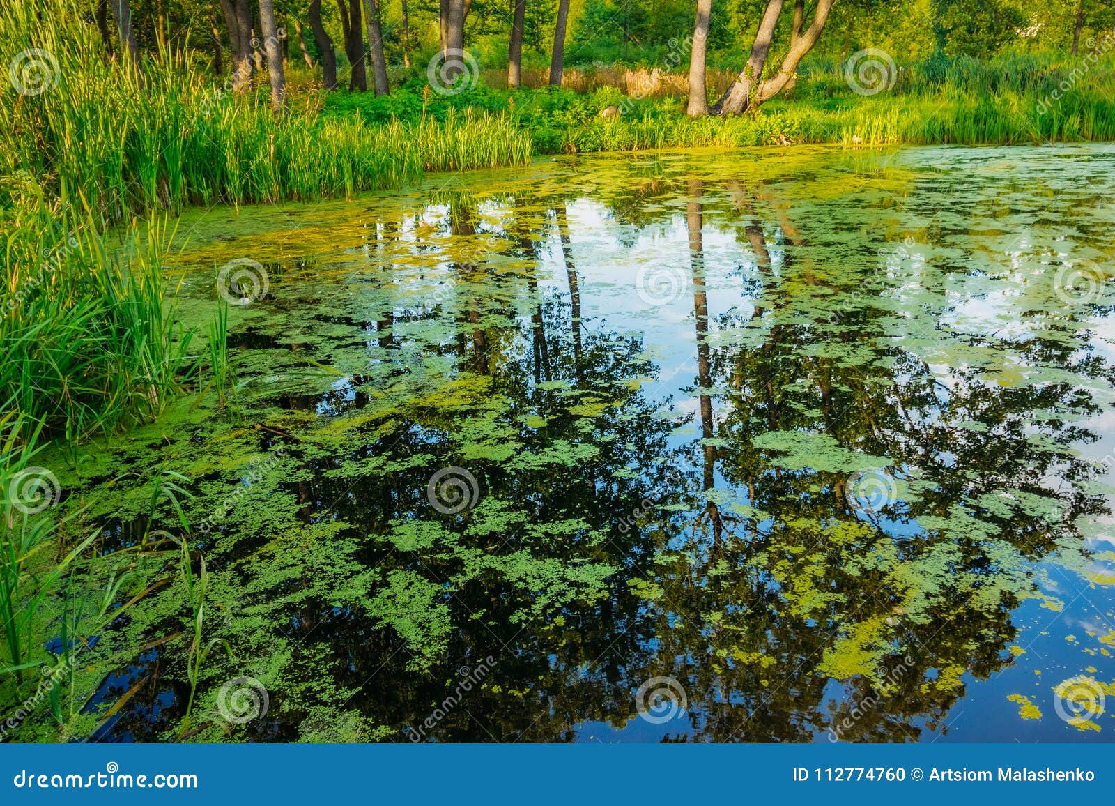 Reflections on the Surface of Swamp Water Stock Photo - Image of ...