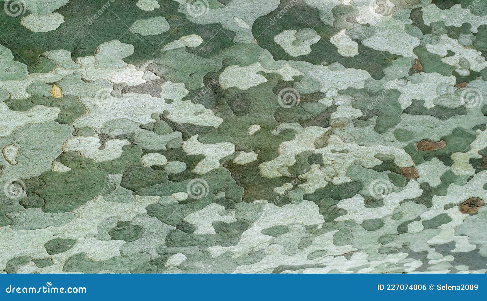 Surface of Sycamore Tree As Texture Background or Backdrop. Platanus ...