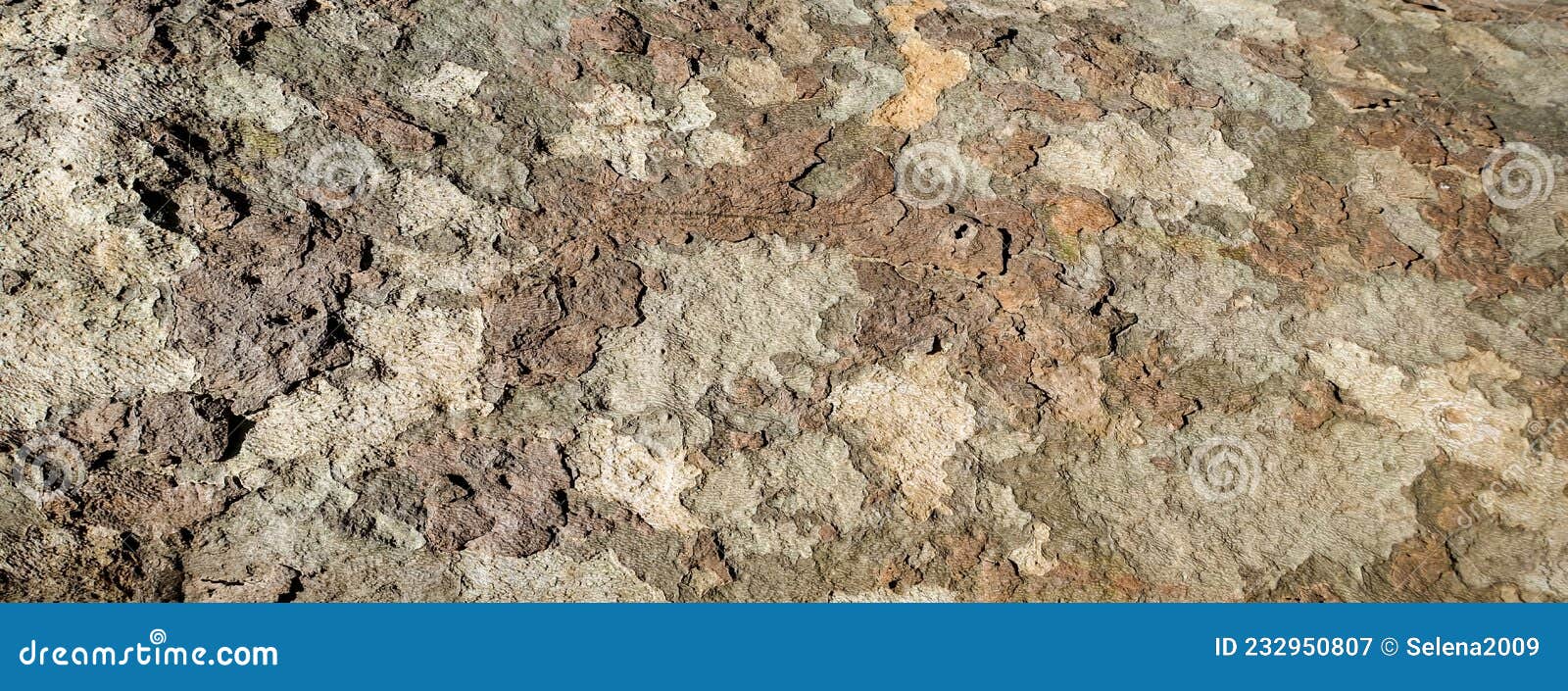 Surface of Sycamore Tree As Texture Background or Backdrop. Platanus ...