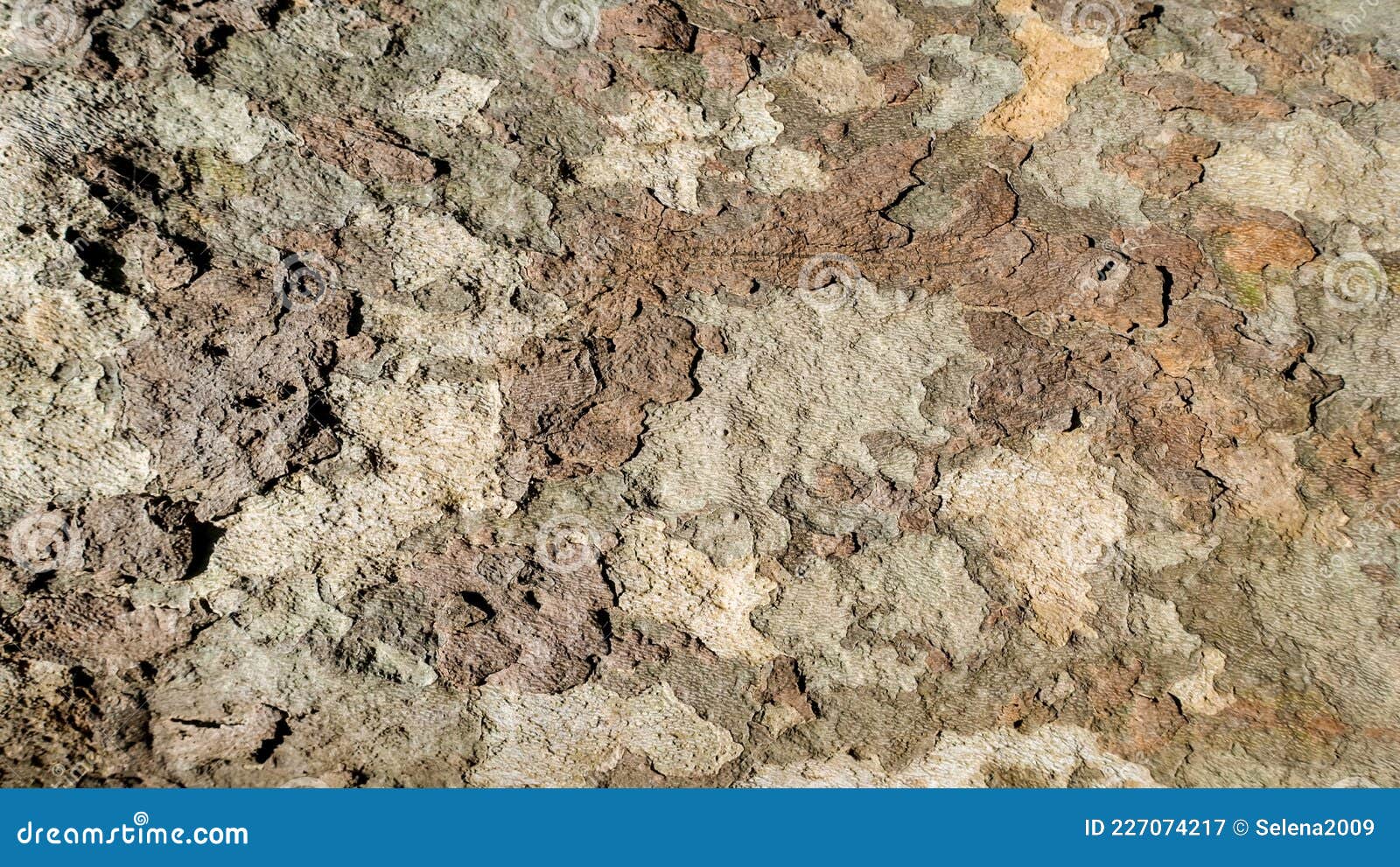 Surface of Sycamore Tree As Texture Background or Backdrop. Platanus ...