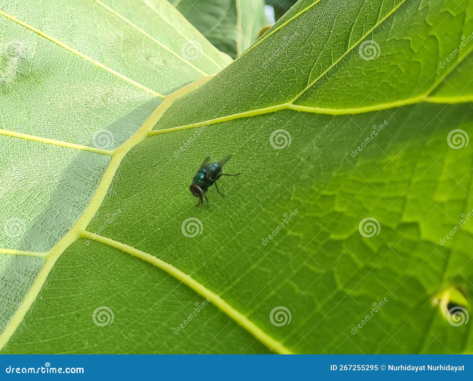 Surface of Teak Tree Leaf with Green Fly Stock Image - Image of insect ...