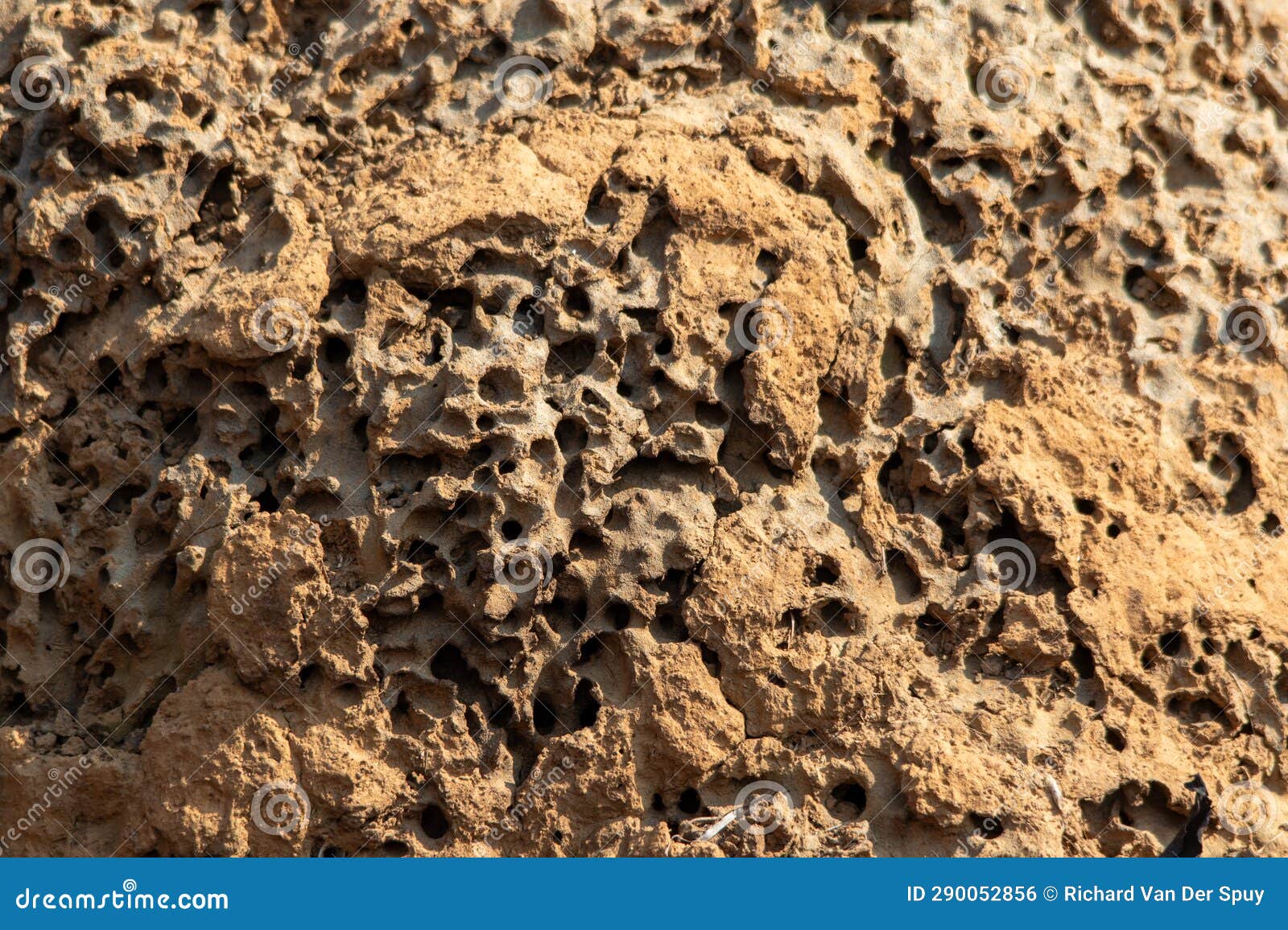 Surface of a Termite Mound Up Close Stock Photo - Image of setting ...