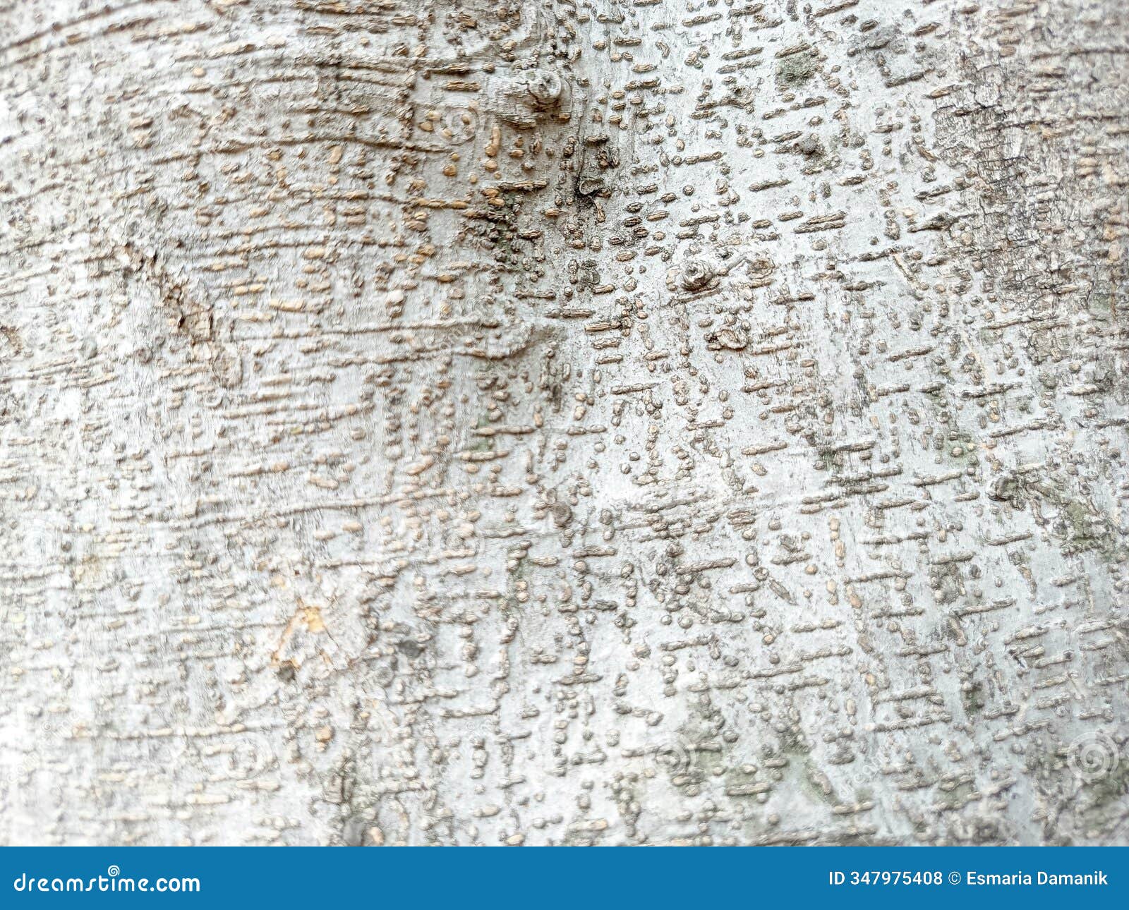 The Surface Texture of a Banyan Tree Trunk Seen Up Close Stock Photo ...