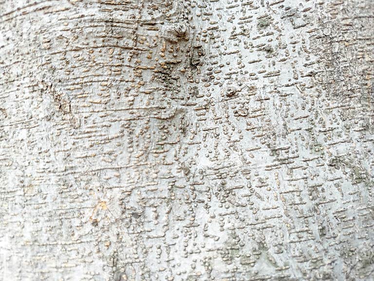 The Surface Texture of a Banyan Tree Trunk Seen Up Close Stock Photo ...